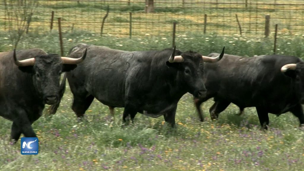 ¿Qué significa culturalmente la corrida de toros en España y cómo se ...